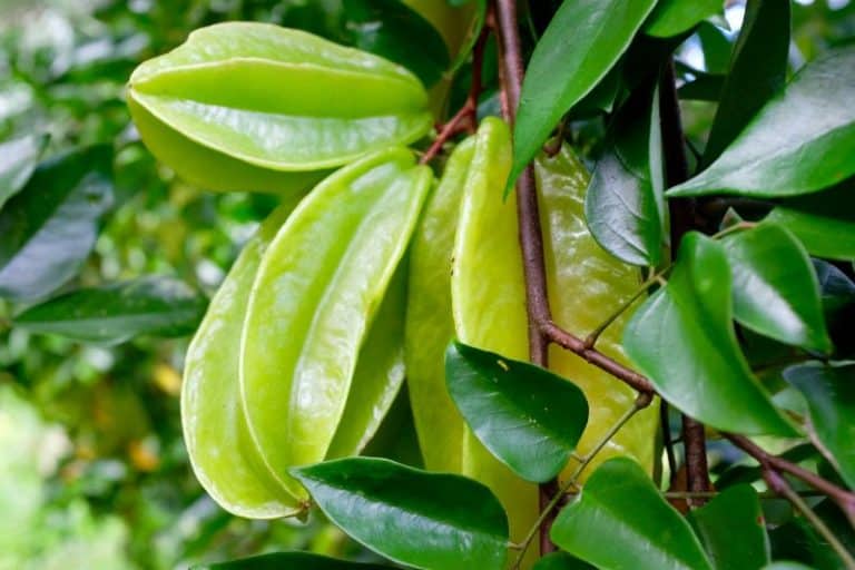 12 Best Fruit Trees to Grow in Florida for a Great Harvest