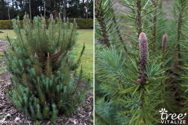 15 Evergreen Trees in Georgia (No Browning or Leaf Drop)