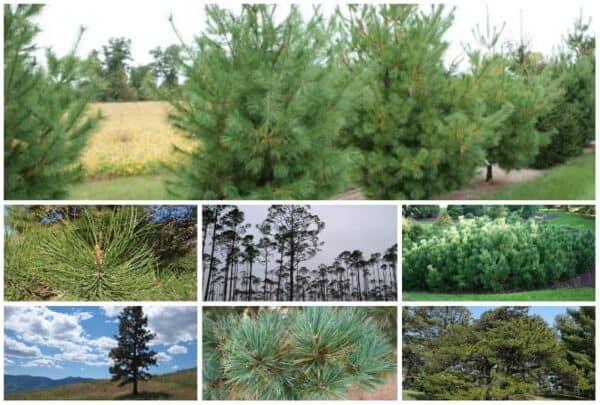 7 Evergreen Pine Trees You Can Grow or Find in Indiana