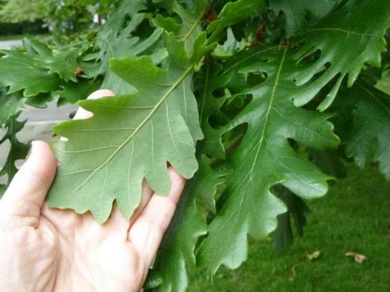 16 Common Types of Oak Trees in Florida (Including Native)
