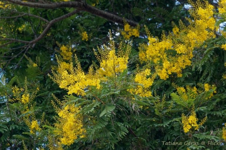 23 Stunning Flowering Trees in Florida to Plant or Admire