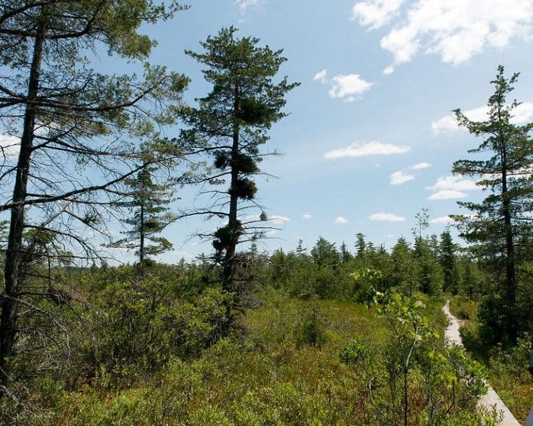 15 Evergreen Trees in Georgia (No Browning or Leaf Drop)