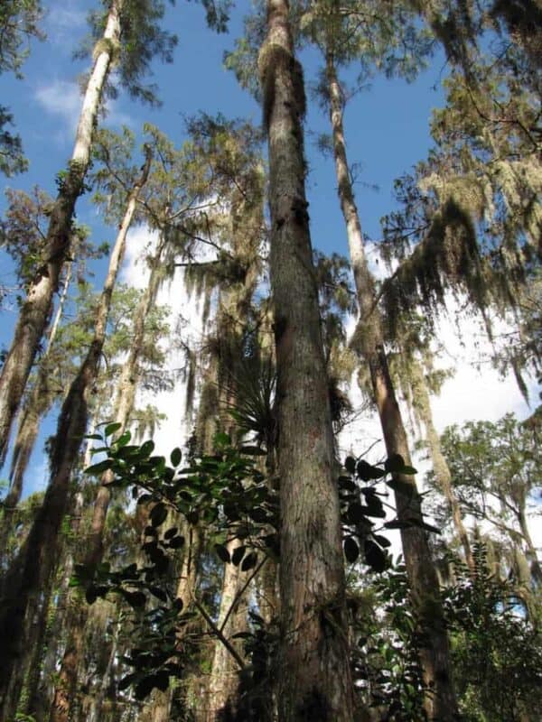 9 Types of Cypress Trees to Grow in Georgia
