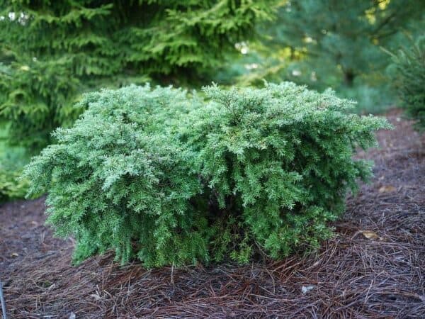 15 Evergreen Trees in Georgia (No Browning or Leaf Drop)