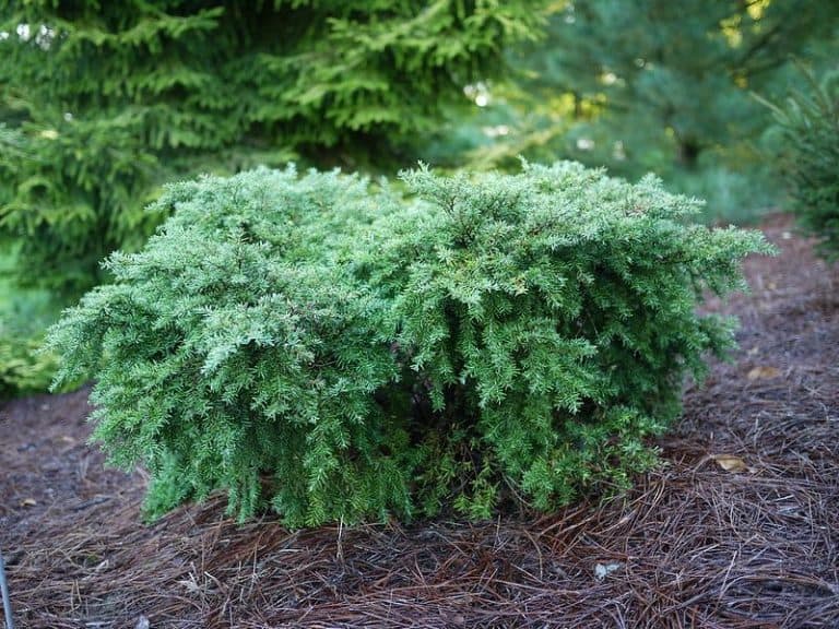 15 Evergreen Trees in Georgia (No Browning or Leaf Drop)