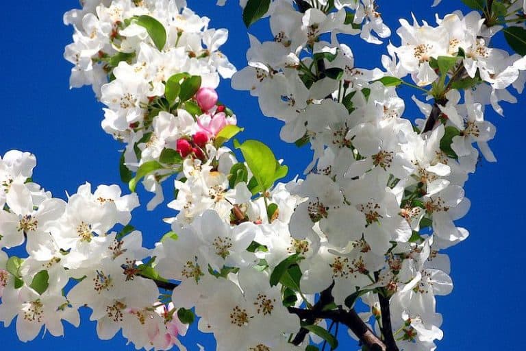 20 Stunning Flowering Trees for Georgia to Grow or Admire