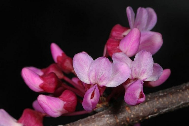 20 Stunning Flowering Trees for Georgia to Grow or Admire