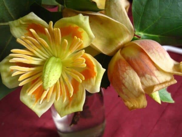 20 Stunning Flowering Trees for Georgia to Grow or Admire