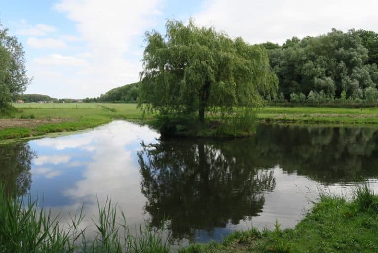 Top 14 Rapid-Growth Shade Trees Ideal for Georgia's Climate