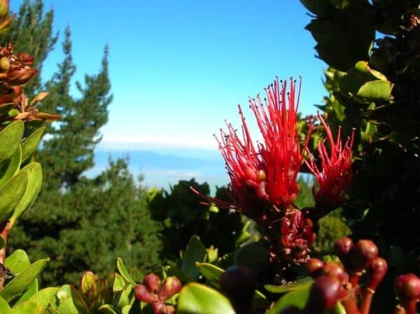 15 Flowering Trees to Grow in Hawaii (Purple, Yellow & More)