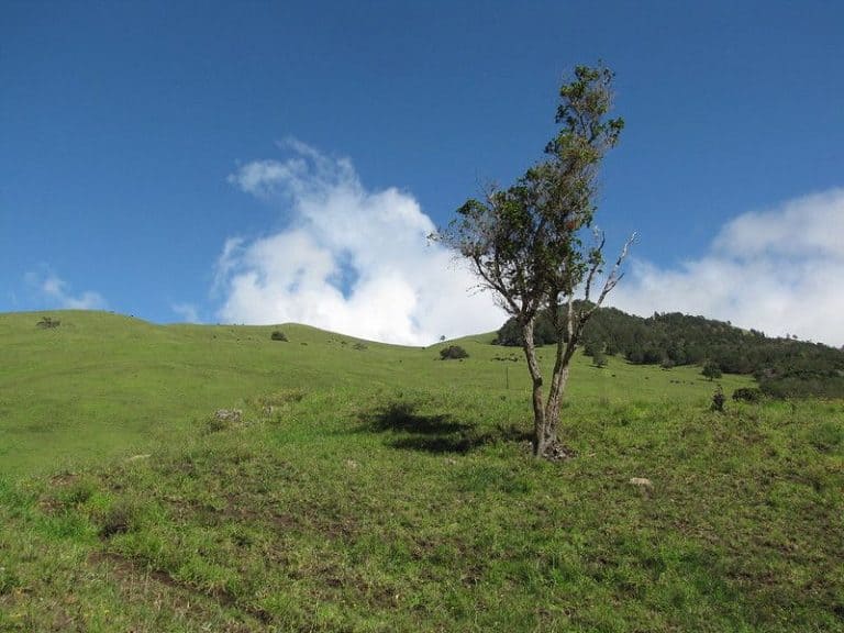 30 Common Trees in Hawaii (Native & Introduced Species)
