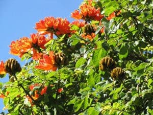 15 Flowering Trees to Grow in Hawaii (Purple, Yellow & More)