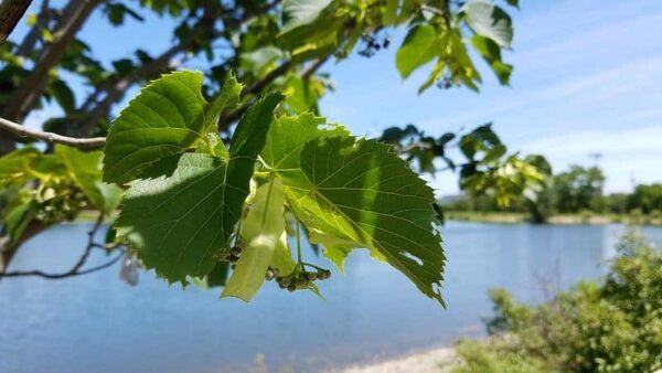 18 Common Trees Native to Maine (Includes Evergreen Species)