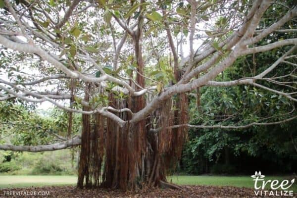 30 Common Trees in Hawaii (Native & Introduced Species)