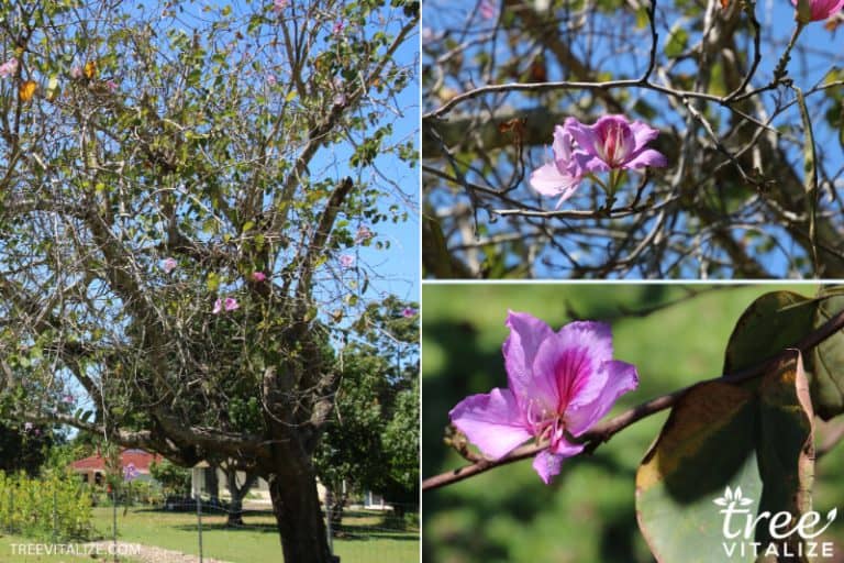 30 Best Flowering Trees in California (Purple, Pink & More)