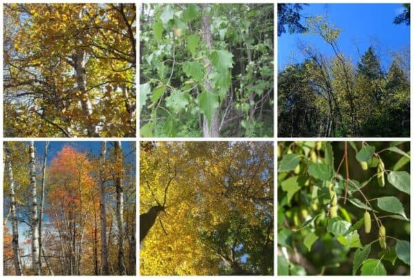 18 Common Trees Native to Maine (Includes Evergreen Species)