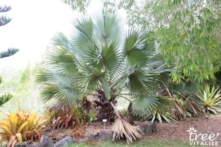 14 Types of Palm Trees in Texas (That Will Thrive)