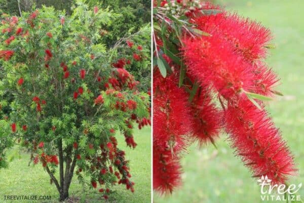 15 Flowering Trees to Grow in Hawaii (Purple, Yellow & More)