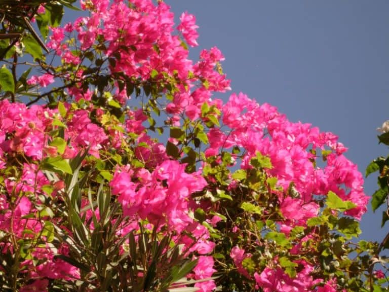 11 Small & Dwarf Trees for Florida (for Tight Spaces)