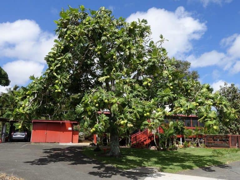 13 Fruit Trees to Grow in Hawaii (Exotic & Common Varieties)