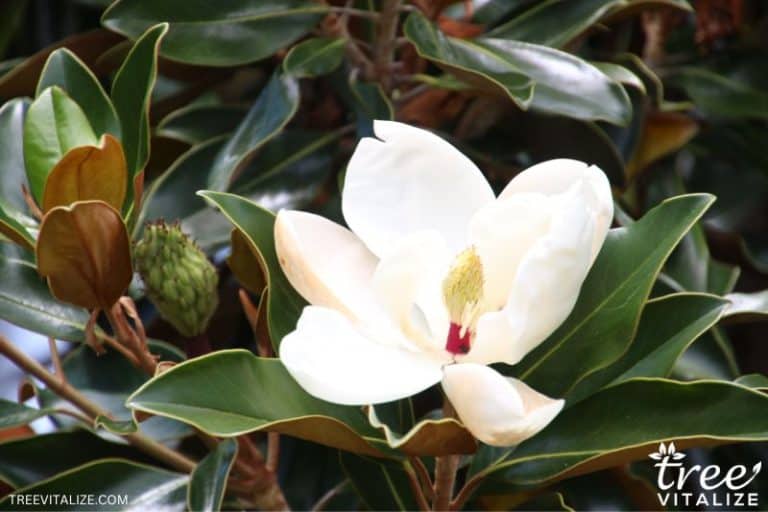 11 Trees For Acid Soils (That Will Thrive)