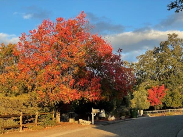 8 USDA Zone 9 Trees With Non-Invasive Root Systems