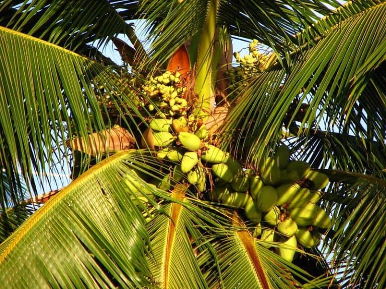 13 Fruit Trees to Grow in Hawaii (Exotic & Common Varieties)