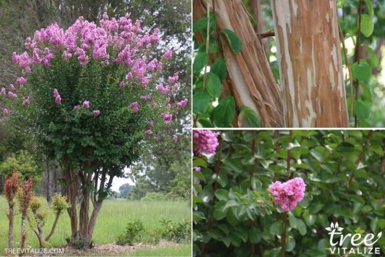 11 Small & Dwarf Trees for Florida (for Tight Spaces)