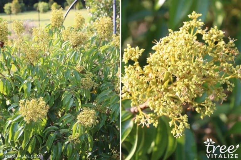 16 Bountiful Fruit Trees to Grow in Arizona (Dwarf Included)