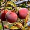9 Best Varieties of Peach Trees to Grow in Georgia