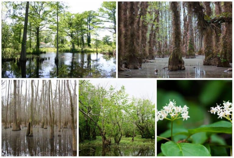 7 Trees You Will Find in the Florida Swamp