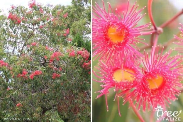 8 Beautiful Red Flowering Trees in Florida (Grow or Admire)