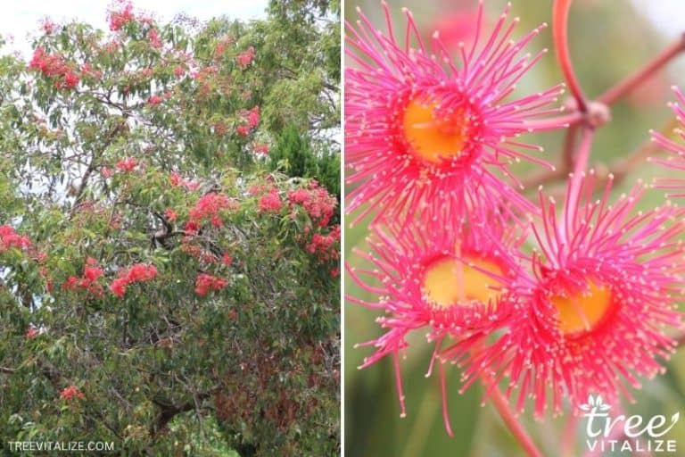 8 Beautiful Red Flowering Trees in Florida (Grow or Admire)