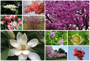25 Common Types of Trees Native to Maryland (Grow or Admire)