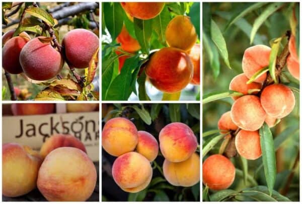 9 Best Varieties of Peach Trees to Grow in Georgia