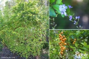 11 Small & Dwarf Trees for Florida (for Tight Spaces)