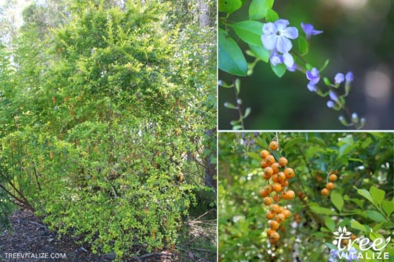 11 Small & Dwarf Trees for Florida (for Tight Spaces)