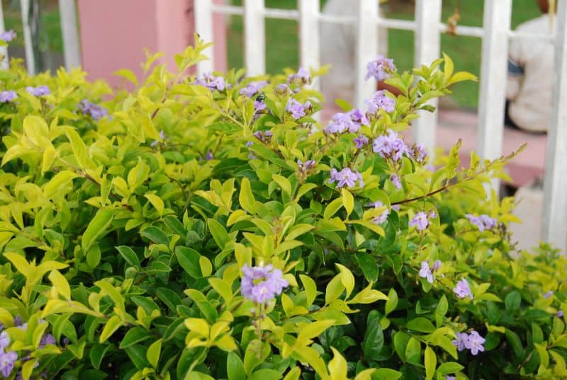 11 Small & Dwarf Trees for Florida (for Tight Spaces)