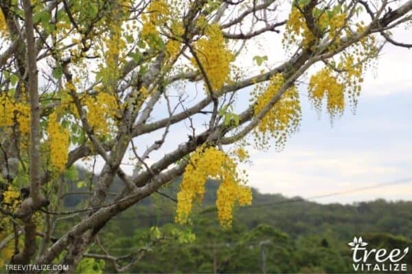 30 Common Trees in Hawaii (Native & Introduced Species)