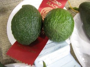 Do Avocado Trees Grow in Hawaii? Which Varieties are Best?