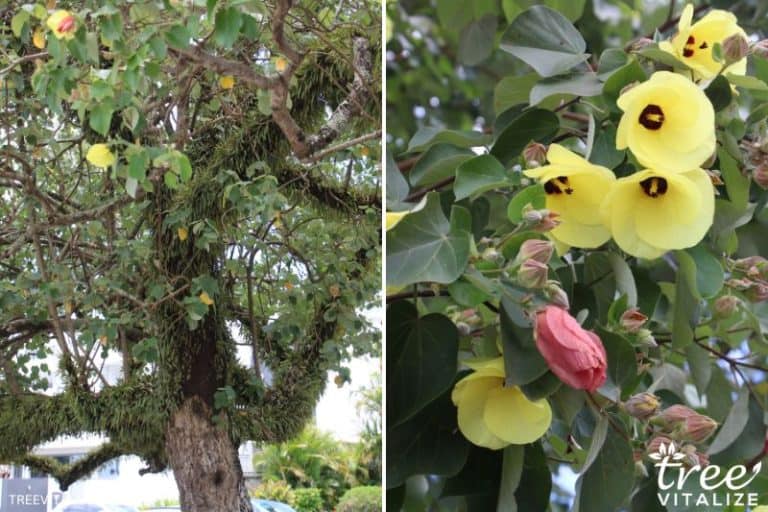 15 Flowering Trees to Grow in Hawaii (Purple, Yellow & More)