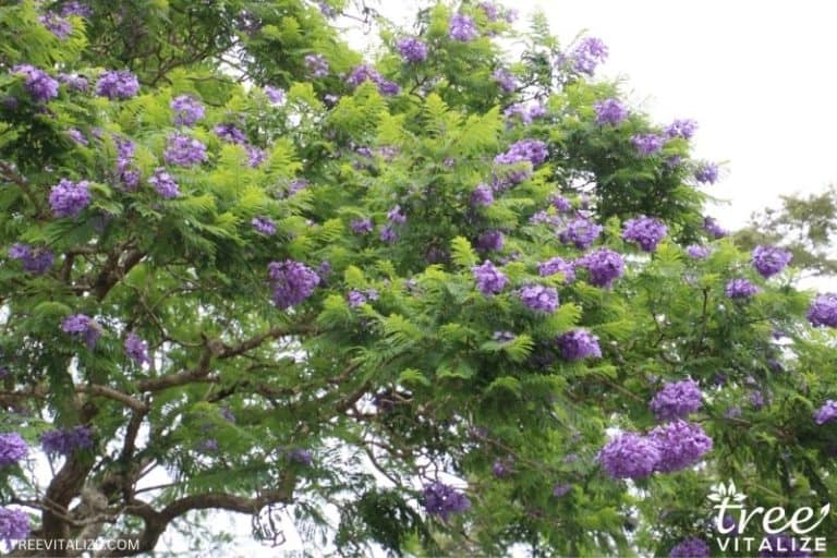 30 Common Trees in Hawaii (Native & Introduced Species)