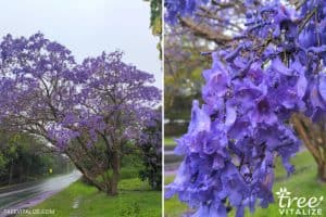 15 Flowering Trees to Grow in Hawaii (Purple, Yellow & More)