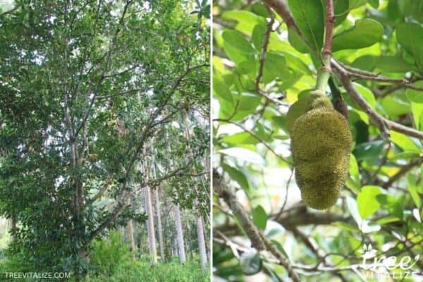 30 Common Trees in Hawaii (Native & Introduced Species)