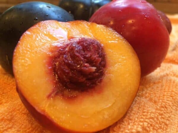 9 Best Varieties of Peach Trees to Grow in Georgia