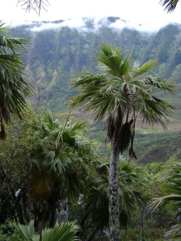 11 Palm Trees in Hawaii (Including a Native Palm Species)