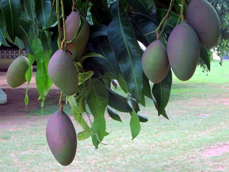 13 Fruit Trees to Grow in Hawaii (Exotic & Common Varieties)