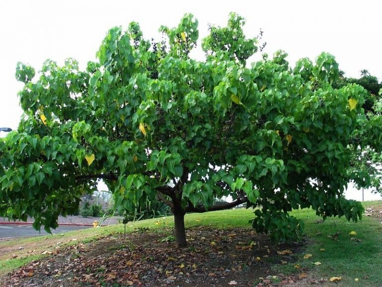 30 Common Trees in Hawaii (Native & Introduced Species)