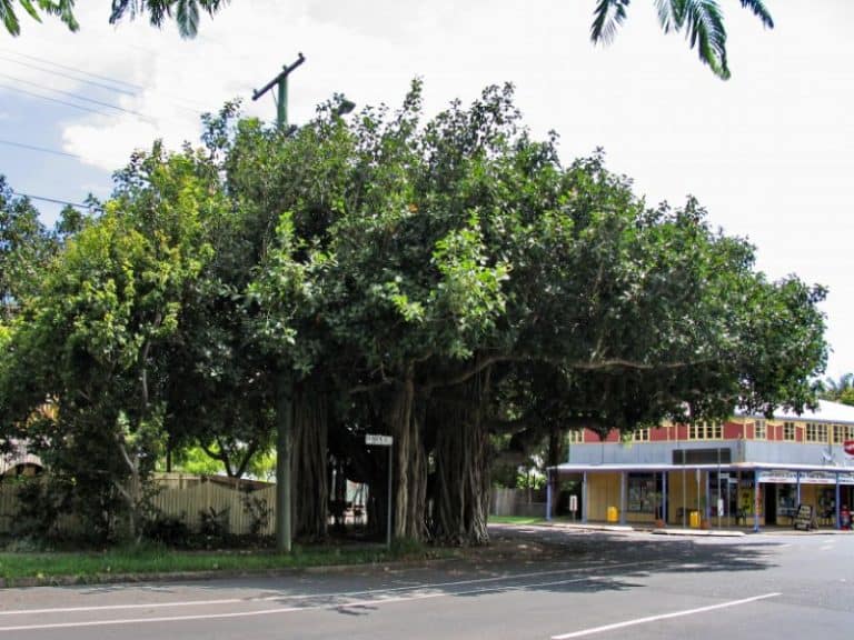 14 Fast Growing Shade Trees to Grow in Florida