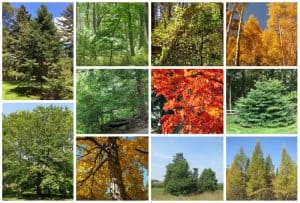 21 Native Colorado Trees to Plant or Admire in the Wild